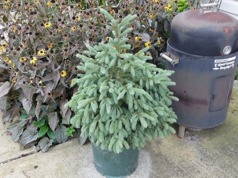 9 USDA Zone 4 Evergreen Trees To Plant Today