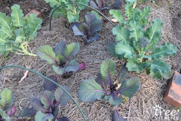 USDA Zone 6: Where is it? What to Plant? Tips to Success