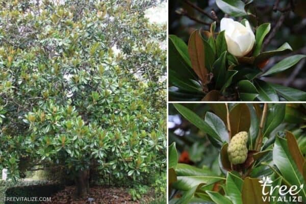 11 Trees of North Florida to Grow or Admire in the Wild