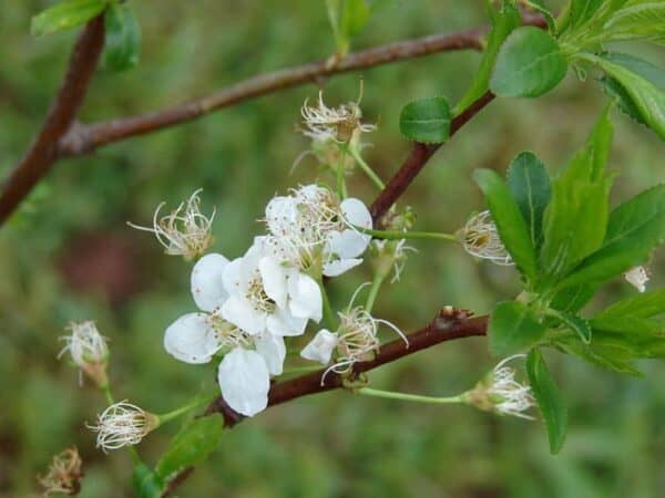 8 Best Plum Tree Varieties to Plant in Your Texas Yard