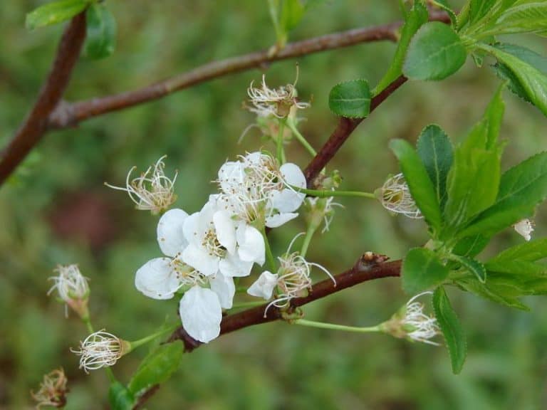 8 Best Plum Tree Varieties to Plant in Your Texas Yard