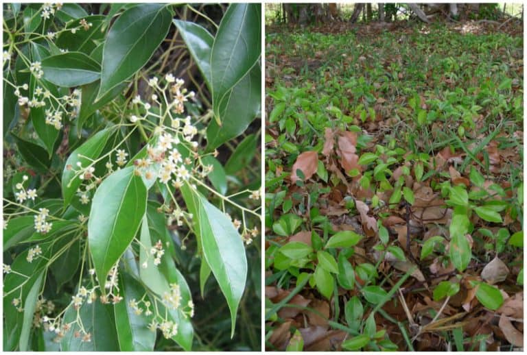 8 Invasive Trees in Florida to Identify (with Pictures)
