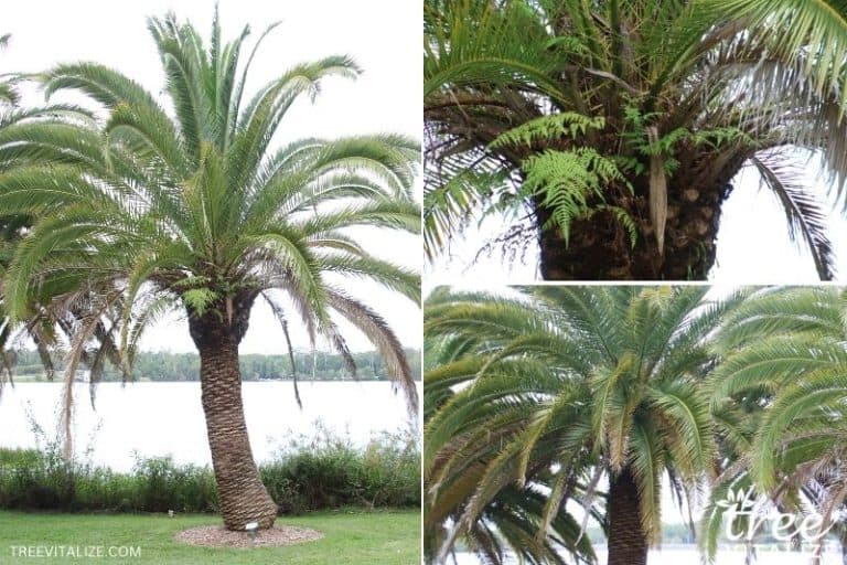 30 Different Types of Palm Trees & Their Identifying Features