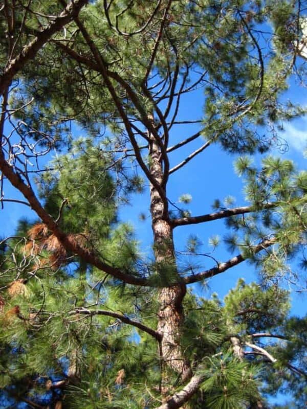 8 Fast Growing Trees to Plant in Texas Yards (Includes Shade)