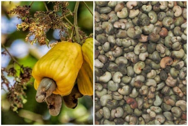 8 Edible Nut Trees You Can Grow in Florida