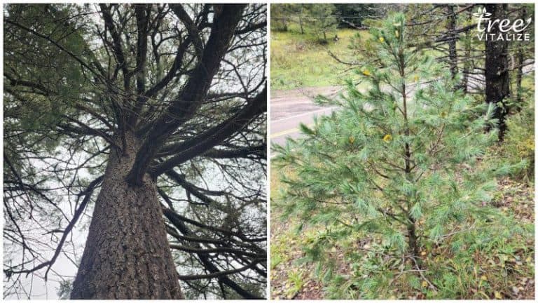 38 Different Types of Pine Trees & Their Identifying Features
