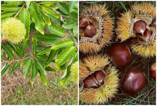 8 Edible Nut Trees You Can Grow in Florida