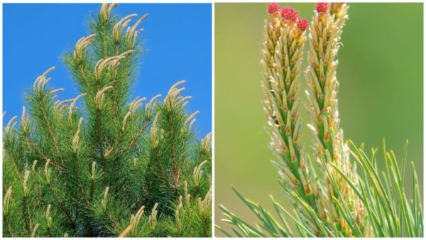 38 Different Types of Pine Trees & Their Identifying Features