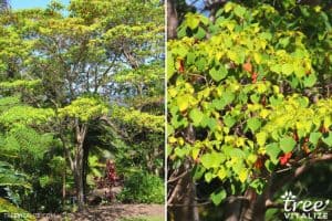 8 Invasive Trees in Florida to Identify (with Pictures)
