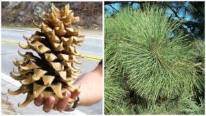 38 Different Types of Pine Trees & Their Identifying Features