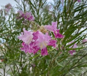 6 Beautiful Pink Flowering Trees in Texas (You Will Love)