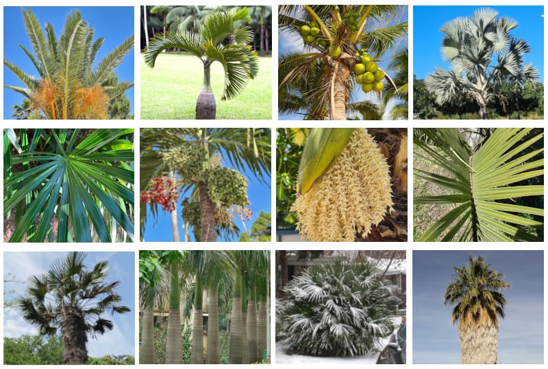8 Different Types Of Date Palms Their Identifying Features 8 Different Types Of Date Palms Their Identifying Features