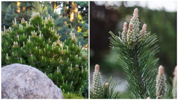 38 Different Types of Pine Trees & Their Identifying Features