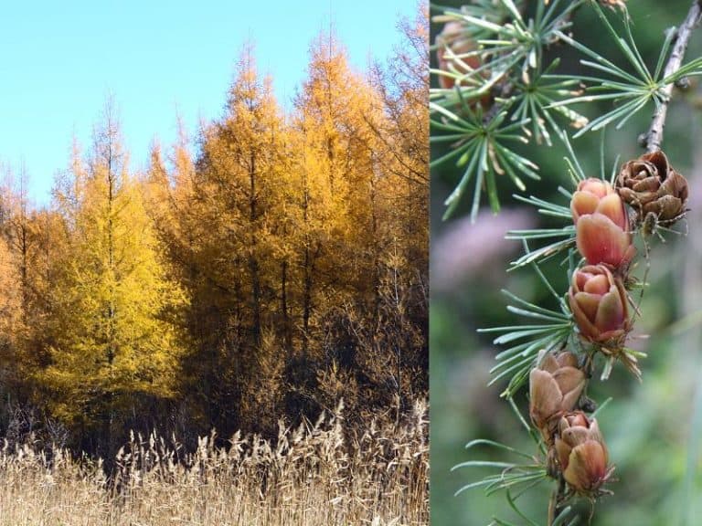 18 USDA Zone 1 Trees (Incl. Fruit, Drought Tolerant & Dwarf)