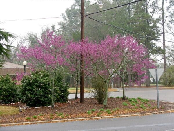 8 Florida Deciduous Trees to Discover or Grow Today