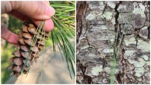38 Different Types of Pine Trees & Their Identifying Features