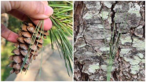 38 Different Types of Pine Trees & Their Identifying Features