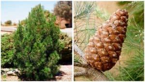 38 Different Types of Pine Trees & Their Identifying Features