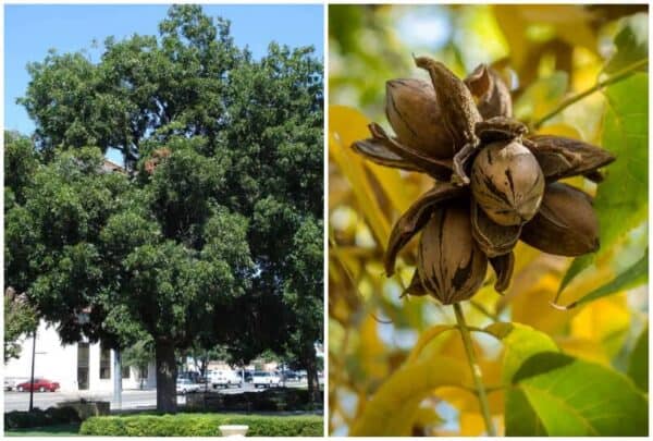 8 Edible Nut Trees You Can Grow in Florida