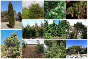 10 Evergreen Trees in Washington State for Color & Privacy