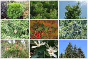 25 Common Types of Trees Native to Maryland (Grow or Admire)