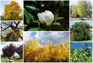 10 Fast Growing Trees in Colorado (That Will Thrive)