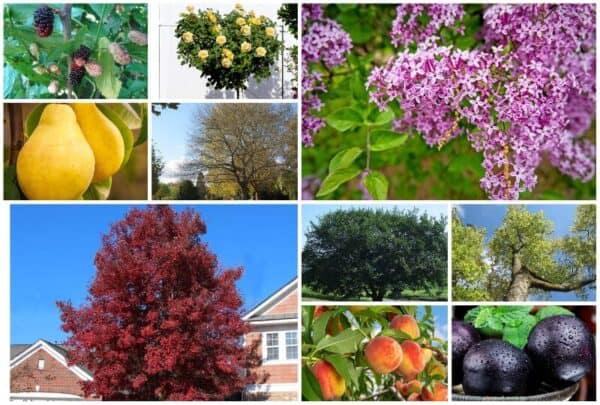 7 Types of Fruit Trees That Will Thrive in Kansas