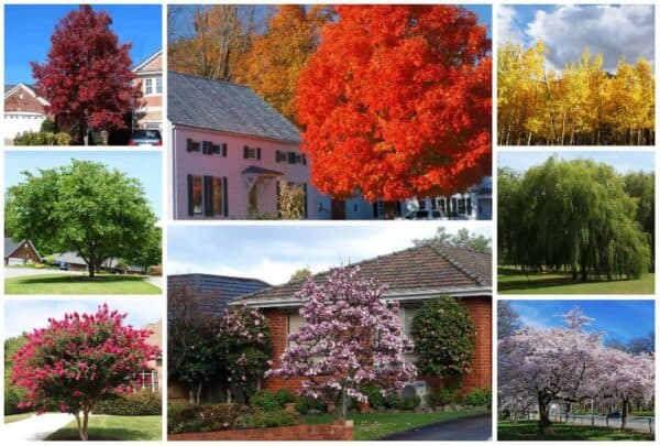 USDA Zone 6: Where is it? What to Plant? Tips to Success