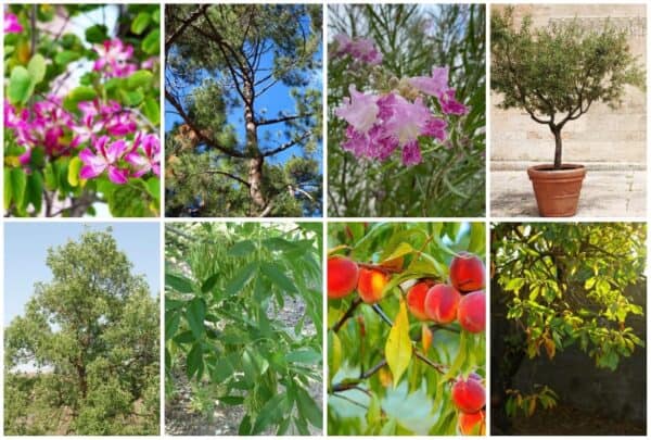 10 Fast Growing Trees That Thrive in USDA Zone 8