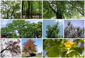 25 Common Types of Trees Native to Maryland (Grow or Admire)