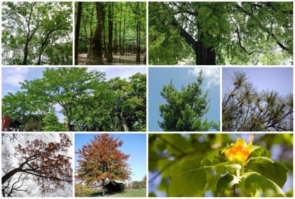 9 Fast Growing Trees for Idaho Gardens & Landscapes