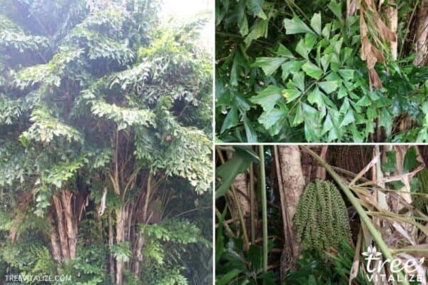 30 Types of Florida Palm Trees (Includes Native & Small)