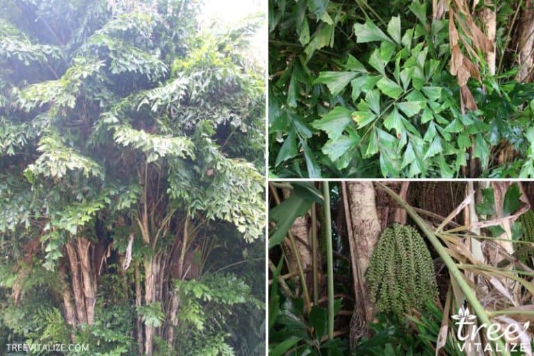 30 Different Types of Palm Trees & Their Identifying Features