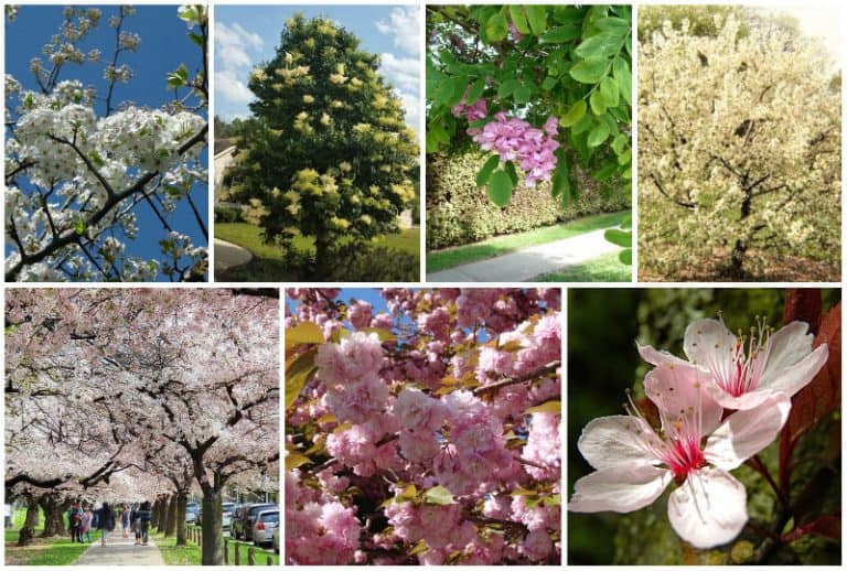 12 Flowering Trees in Kansas (White, Yellow, Purple & Pink)