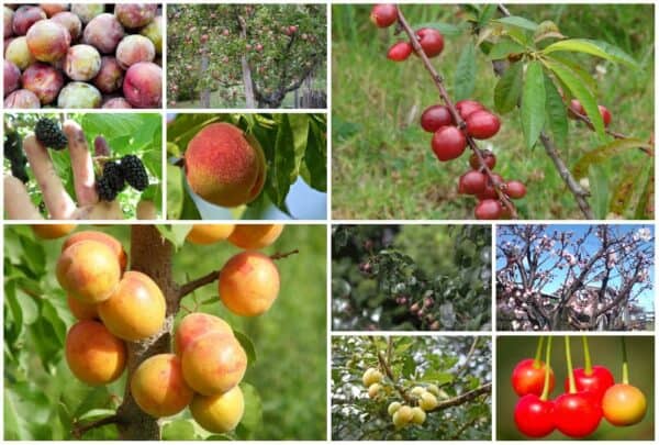 5 USDA Zone 4 Peach Tree Varieties To Plant Today
