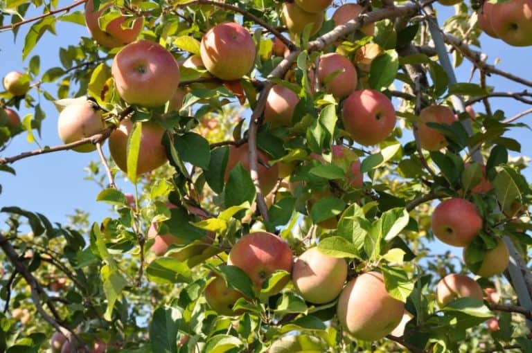 8 Apple Tree Varieties Best Suited to the Texas Climate