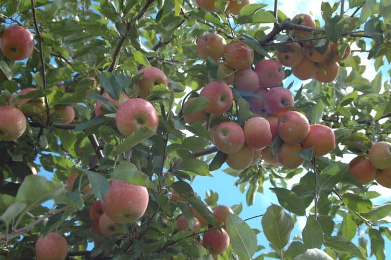 USDA Zone 5: Where is it? What to Plant? Tips to Success