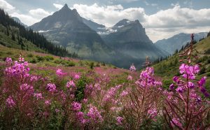 USDA Zone 4: Where is it? What to Plant? Tips to Success