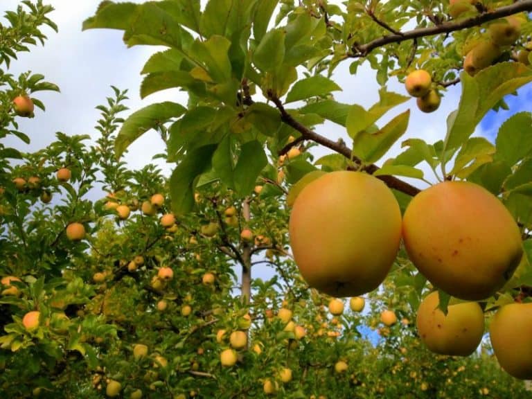 8 Apple Tree Varieties Best Suited to the Texas Climate
