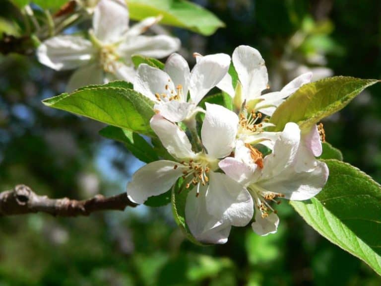 8 Apple Tree Varieties Best Suited to the Texas Climate