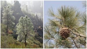 38 Different Types of Pine Trees & Their Identifying Features