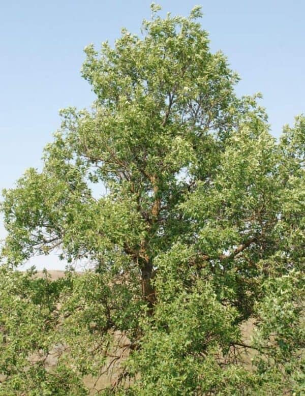 28 Best Common & Native Trees that Grow in Virginia
