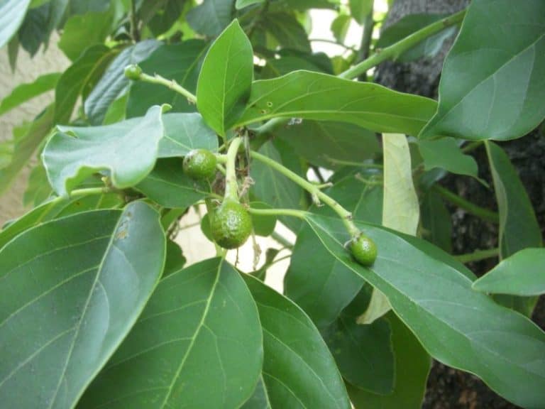 7 Best Types of Avocado Trees to Grow in Florida