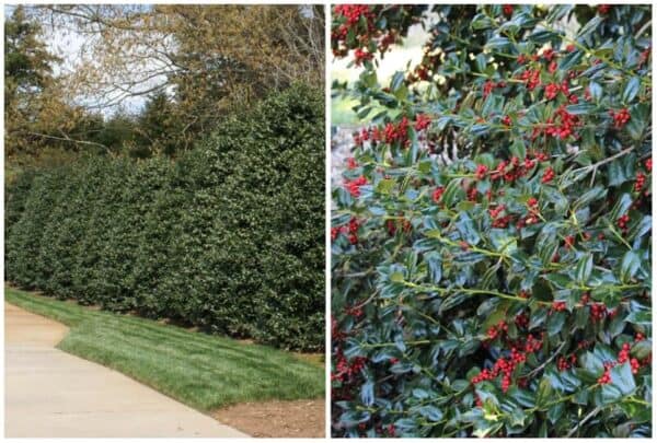 10 Privacy Trees to Grow in Florida (to Block Prying Eyes!)