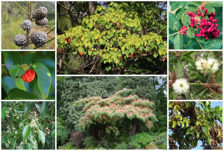8 Invasive Trees in Florida to Identify (with Pictures)
