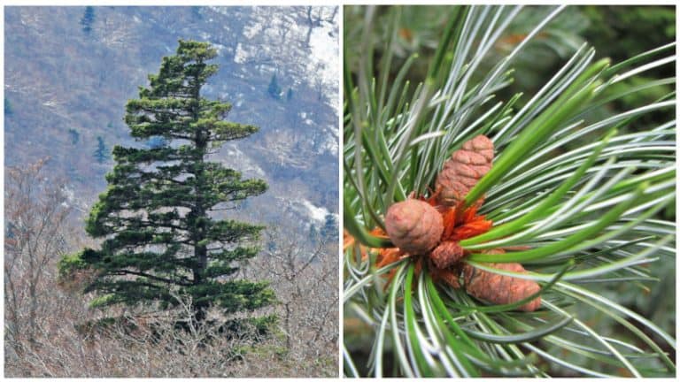38 Different Types of Pine Trees & Their Identifying Features