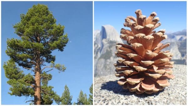 38 Different Types of Pine Trees & Their Identifying Features