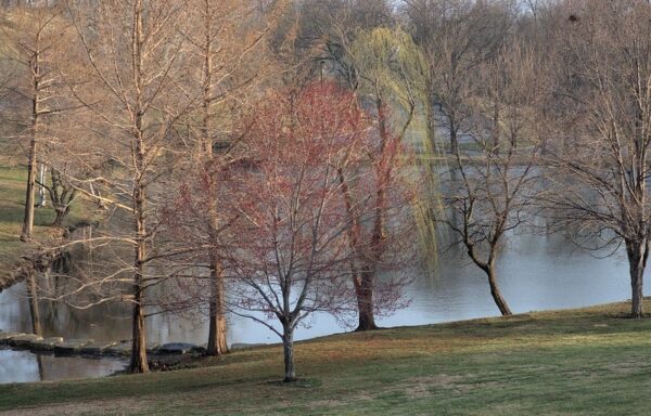 USDA Zone 6: Where is it? What to Plant? Tips to Success