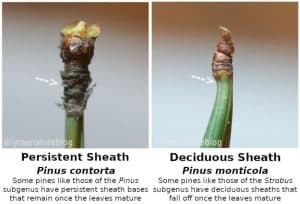 38 Different Types of Pine Trees & Their Identifying Features