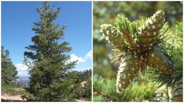 38 Different Types of Pine Trees & Their Identifying Features